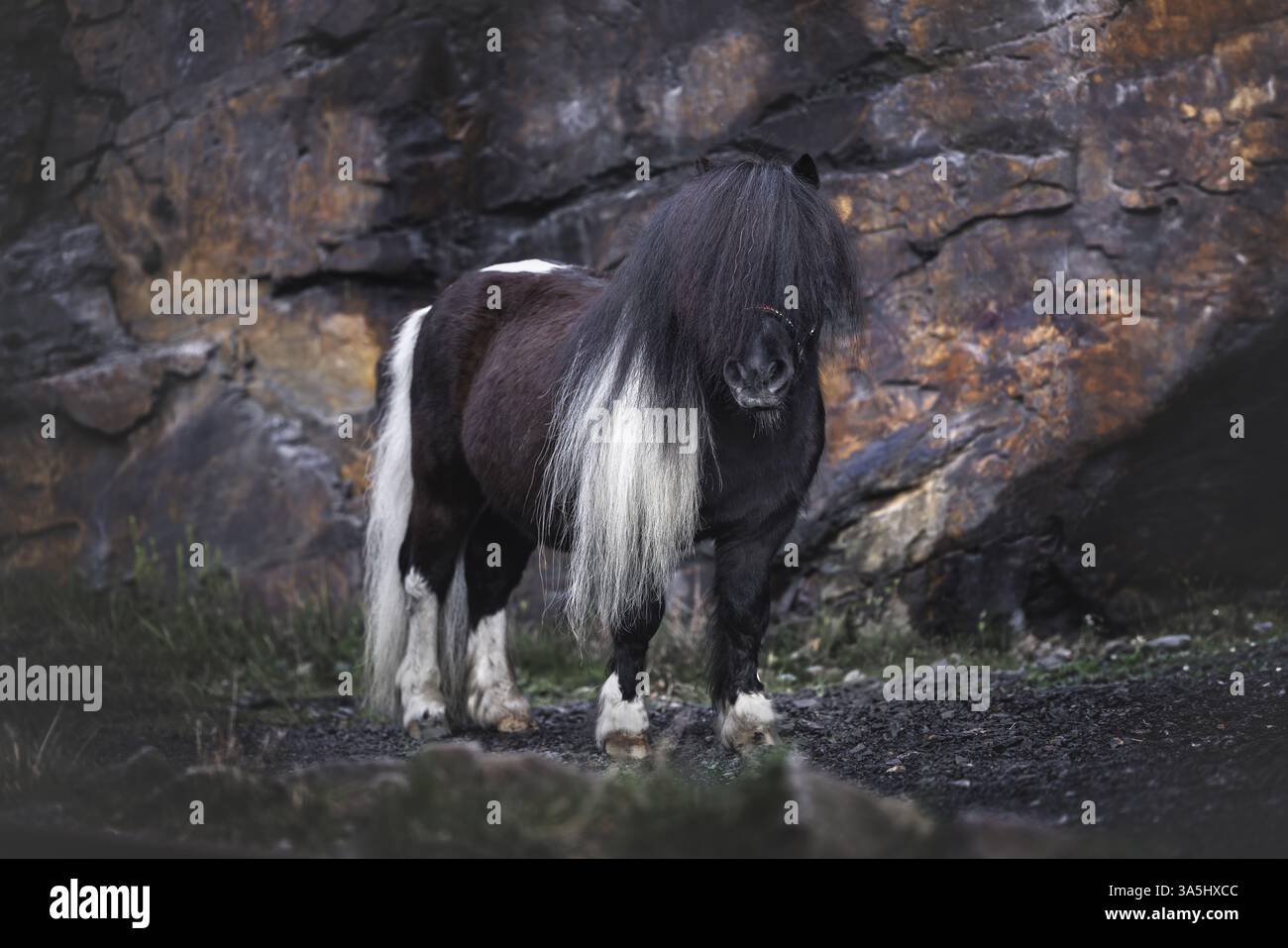 Mini Shetland Pony Stock Photo - Alamy