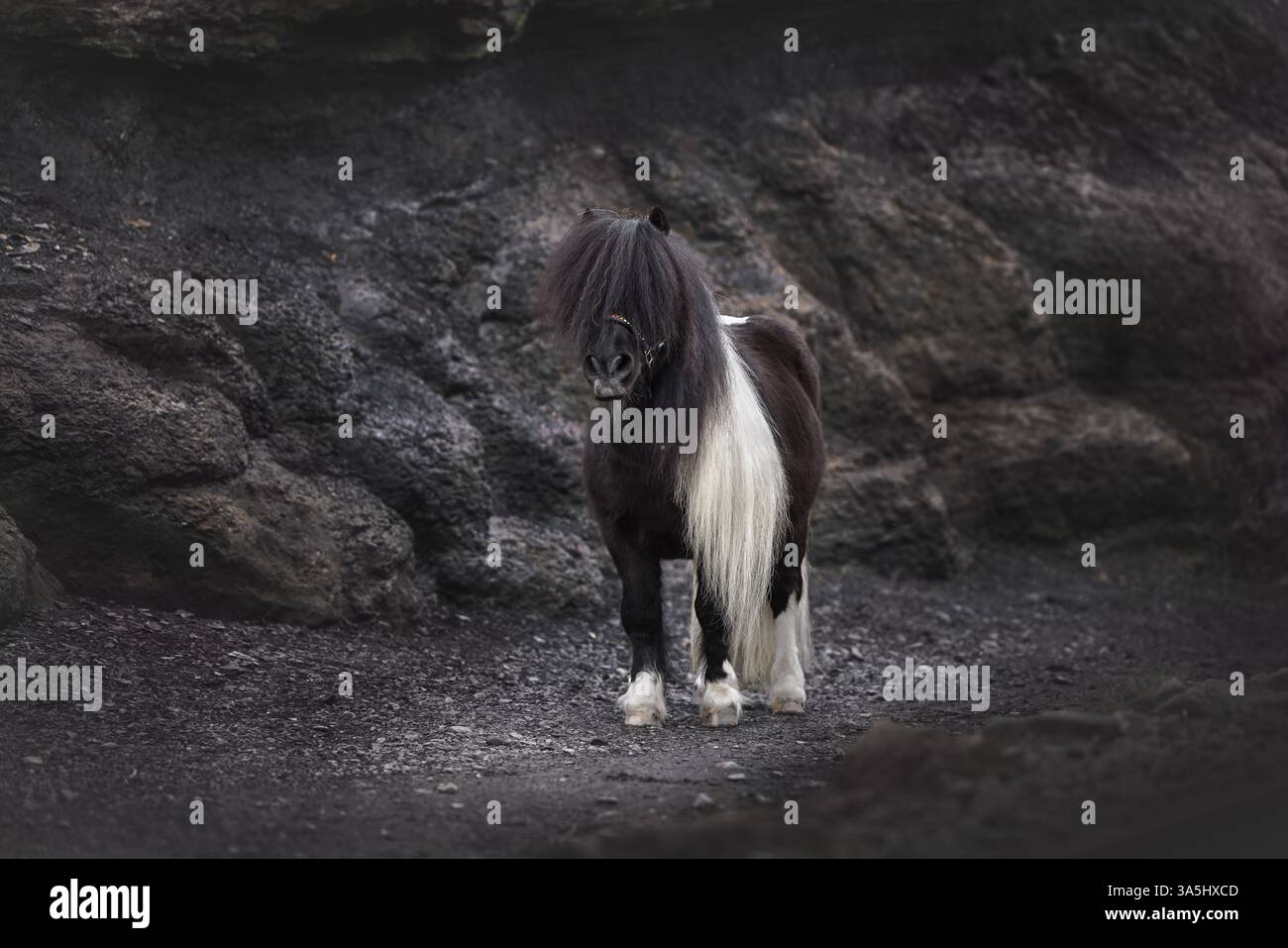Mini Shetland Pony Stock Photo - Alamy