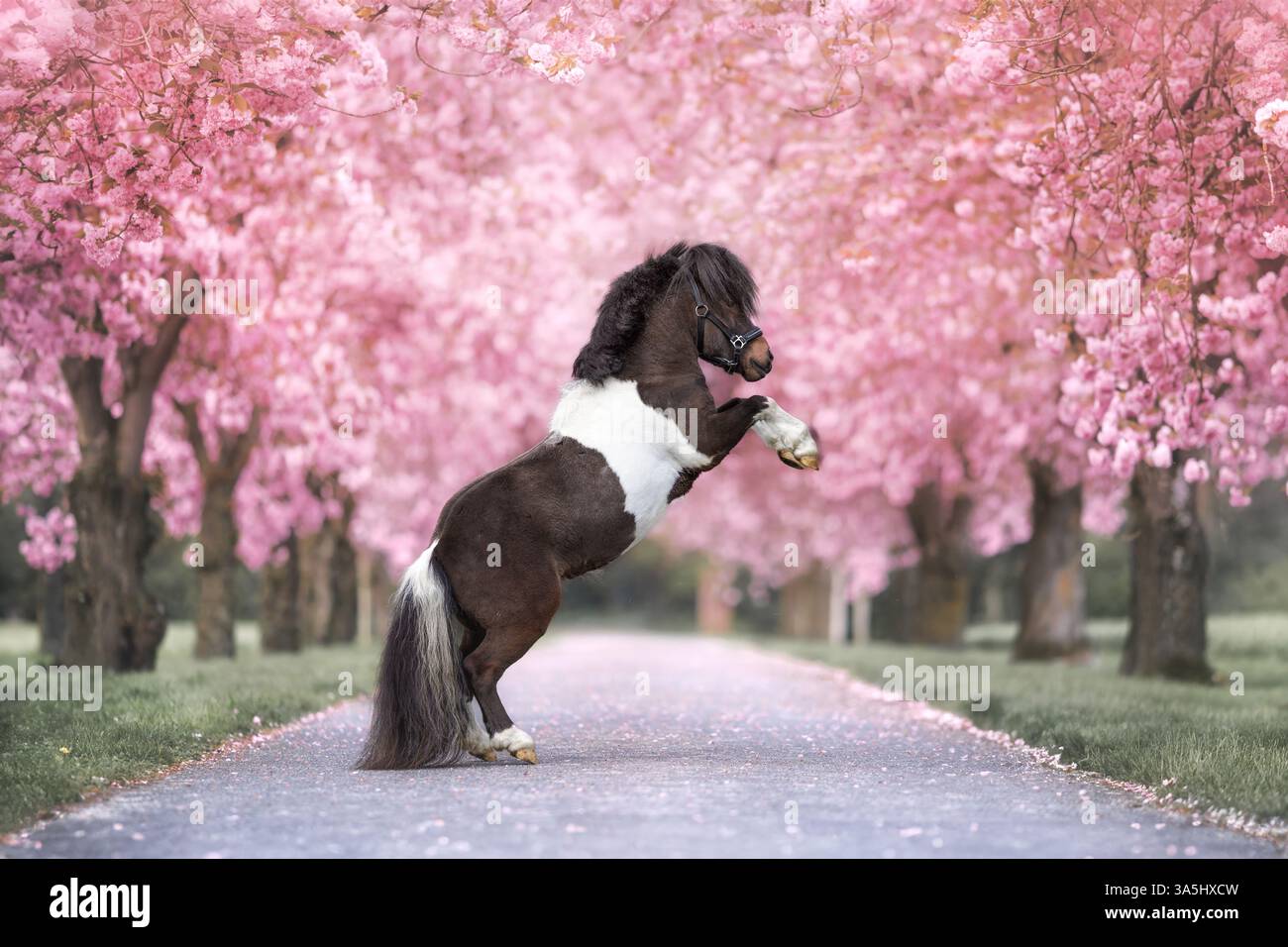 Mini Shetland Pony Stock Photo - Alamy