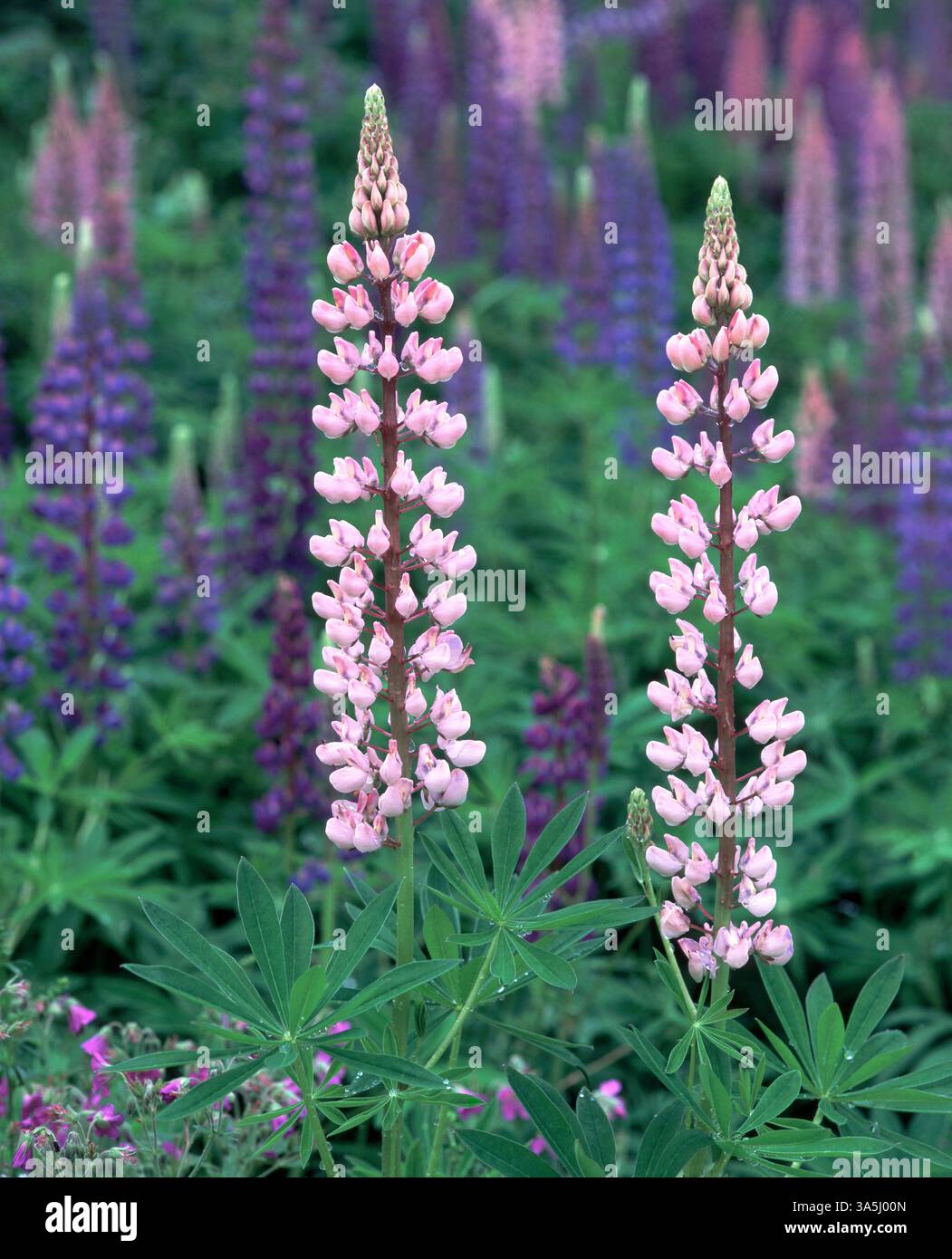 Pink and purple lupines Stock Photo - Alamy