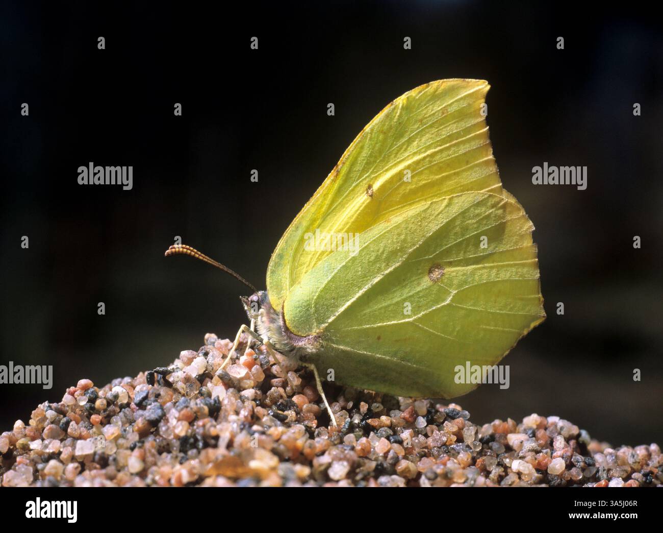 Lemon butterfly in close-up Stock Photo - Alamy