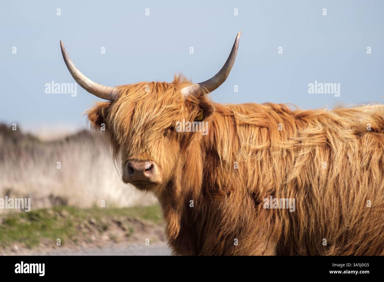 Highland cattle horns great hi-res stock photography and images - Alamy