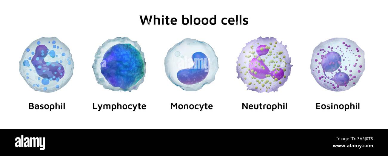Blood cell. White human eosinophil. 3D immune monocyte. Neutrophil and lymphocyte. Hematology ...