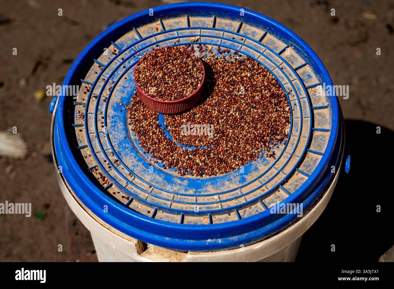 Finger millet texture hi-res stock photography and images - Alamy