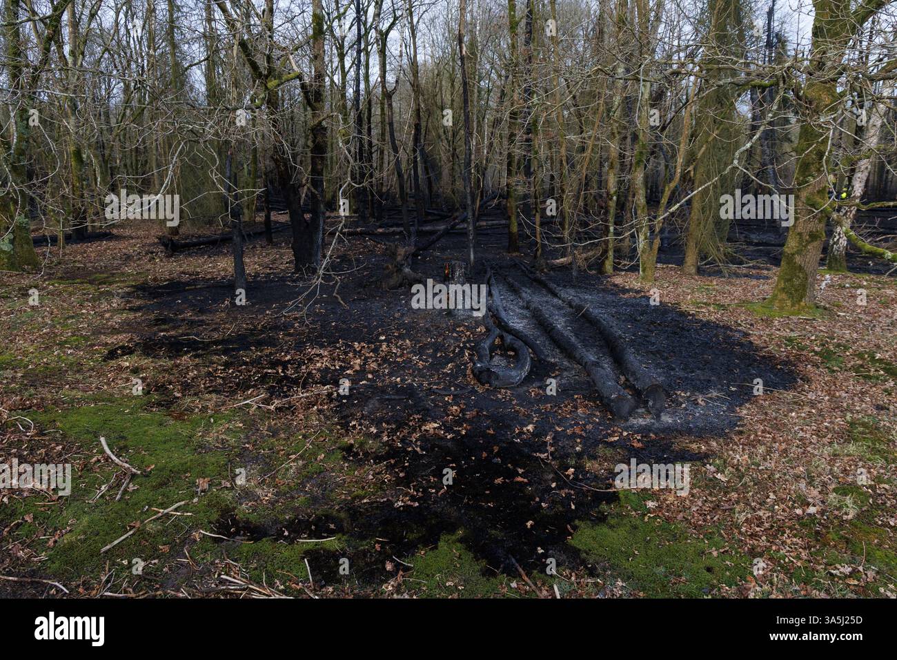 A heavy fire is currently raging in the Clingse woods, just across the ...
