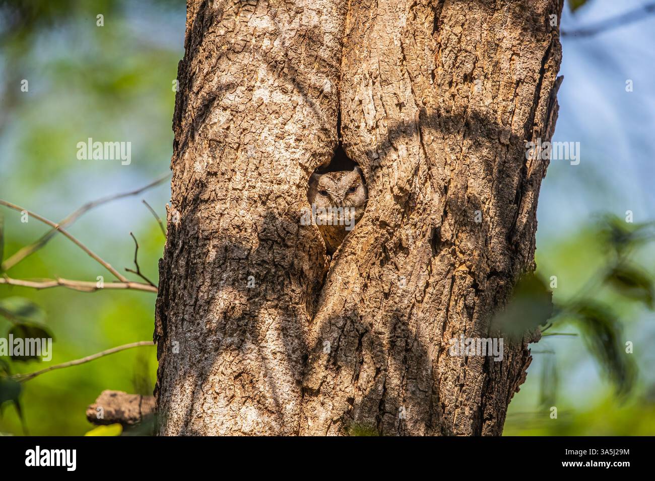 Indian Scoop Owl hiding in tree Stock Photo - Alamy