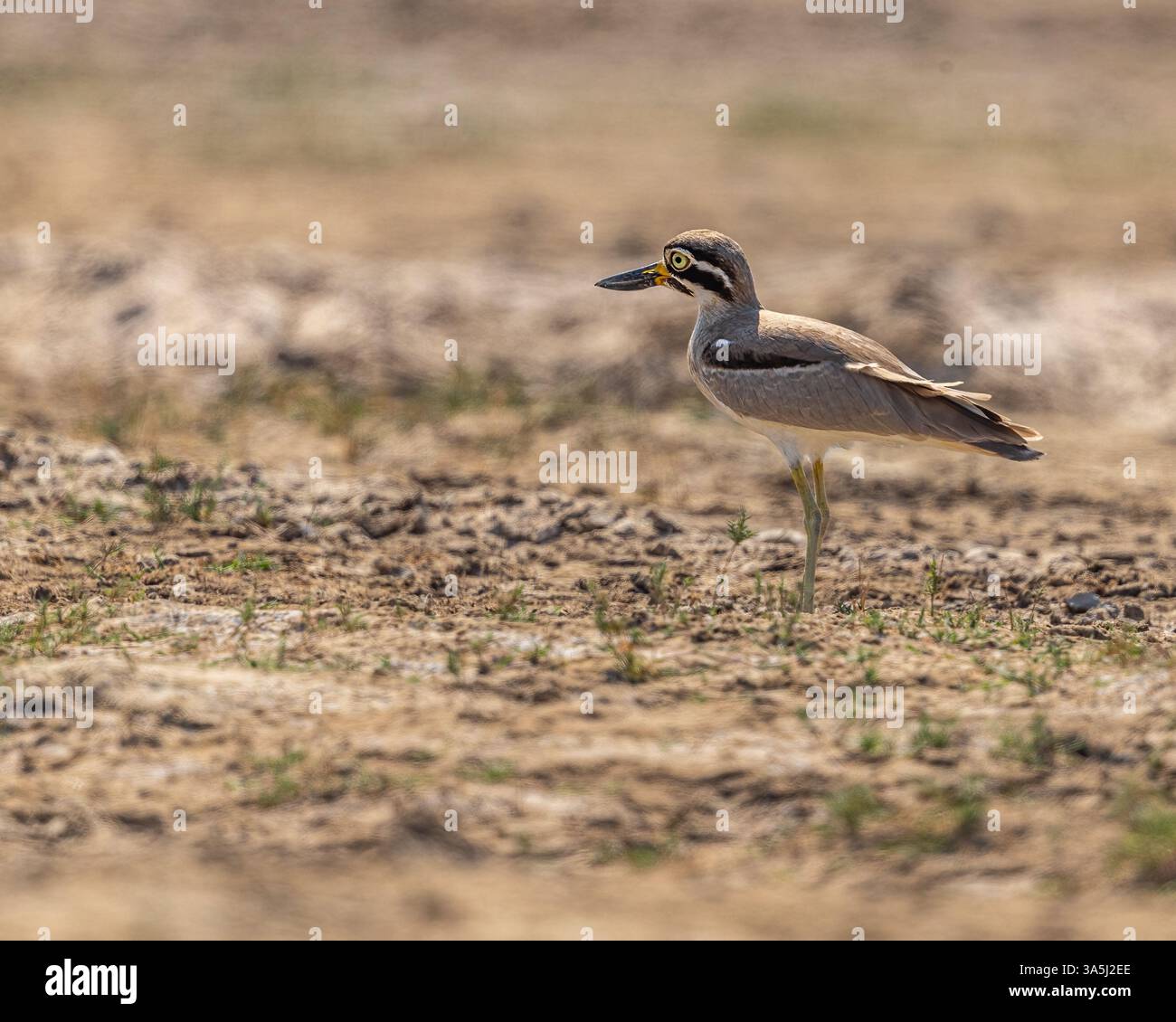 Greater Stone Curlew on ground Stock Photo - Alamy