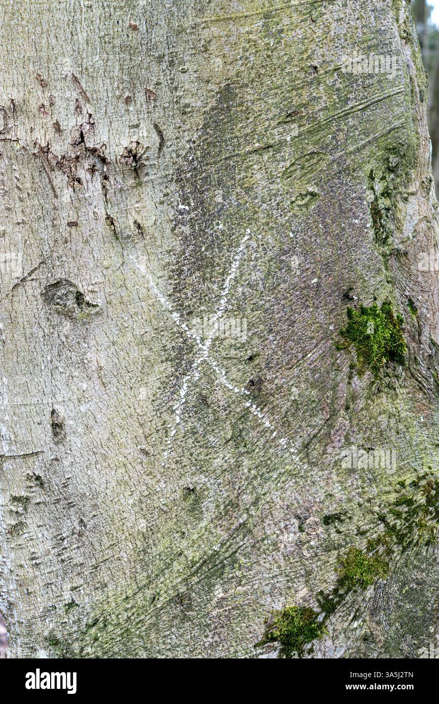 Bark texture beech tree hi-res stock photography and images - Alamy