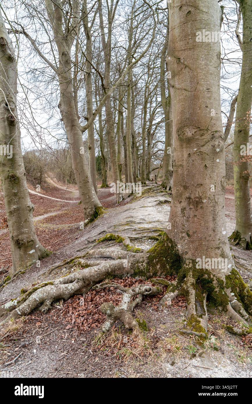 Beech trees Fagus sylvatica and roots at Danebury Hill Fort Stock Photo ...