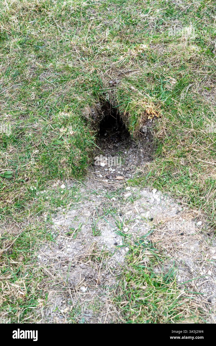 Grass grassland downland hi-res stock photography and images - Alamy