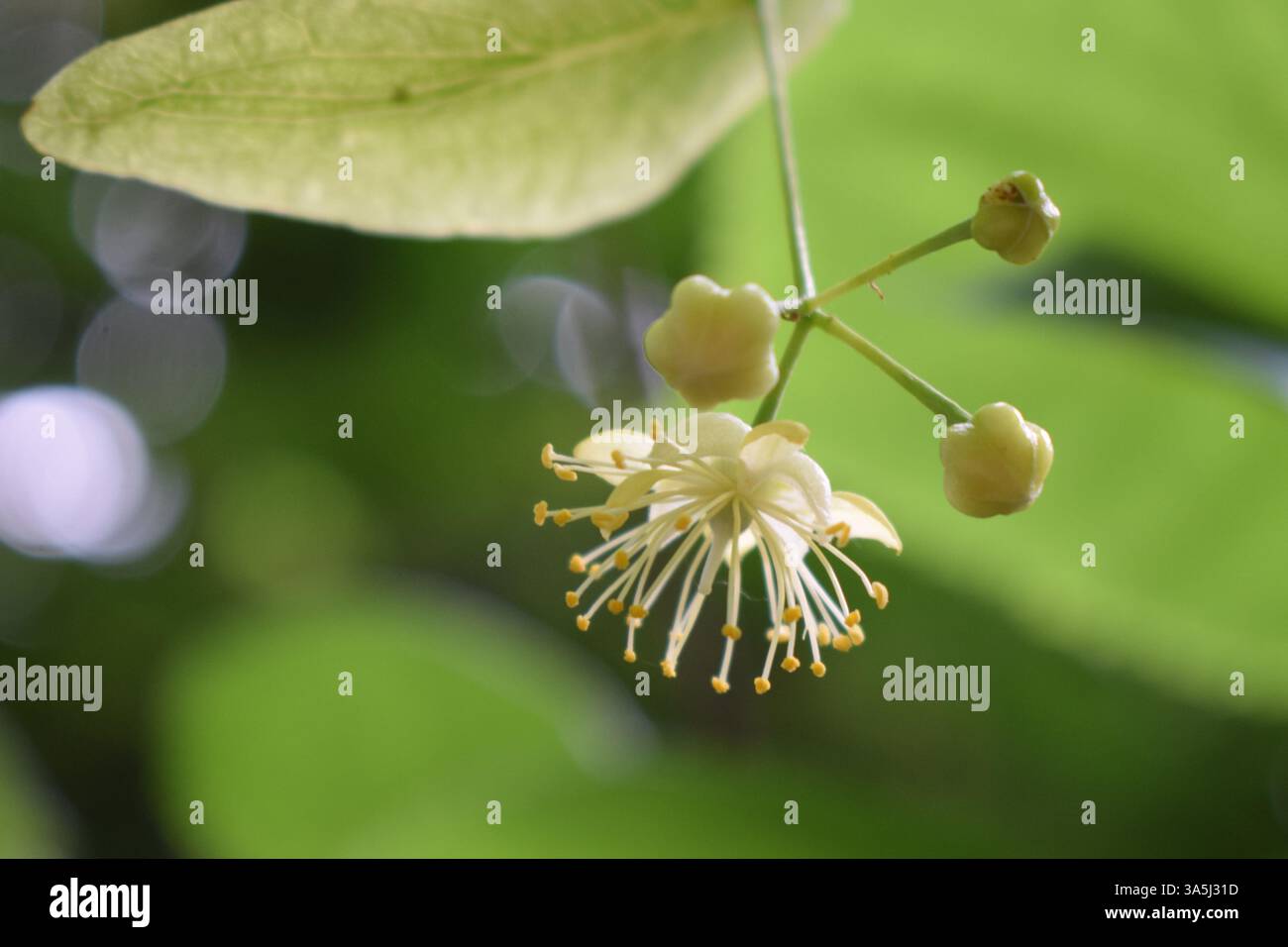A close-up of a small, delicate flower of flowering linden with pale ...