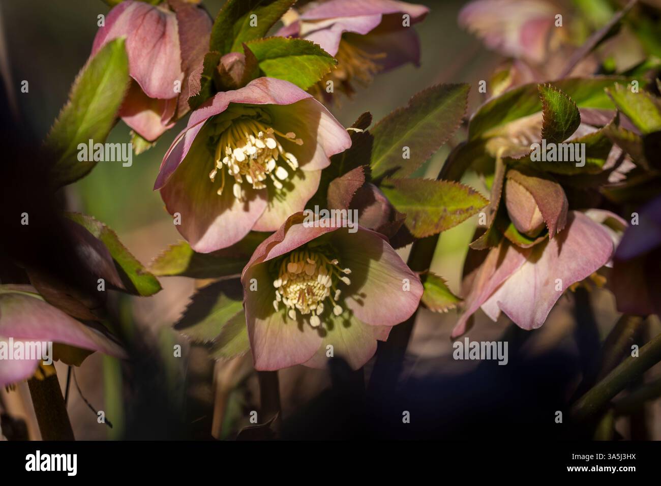 Lenten Rose, aka hellebore bush in bloom, soft focus, background. Green ...