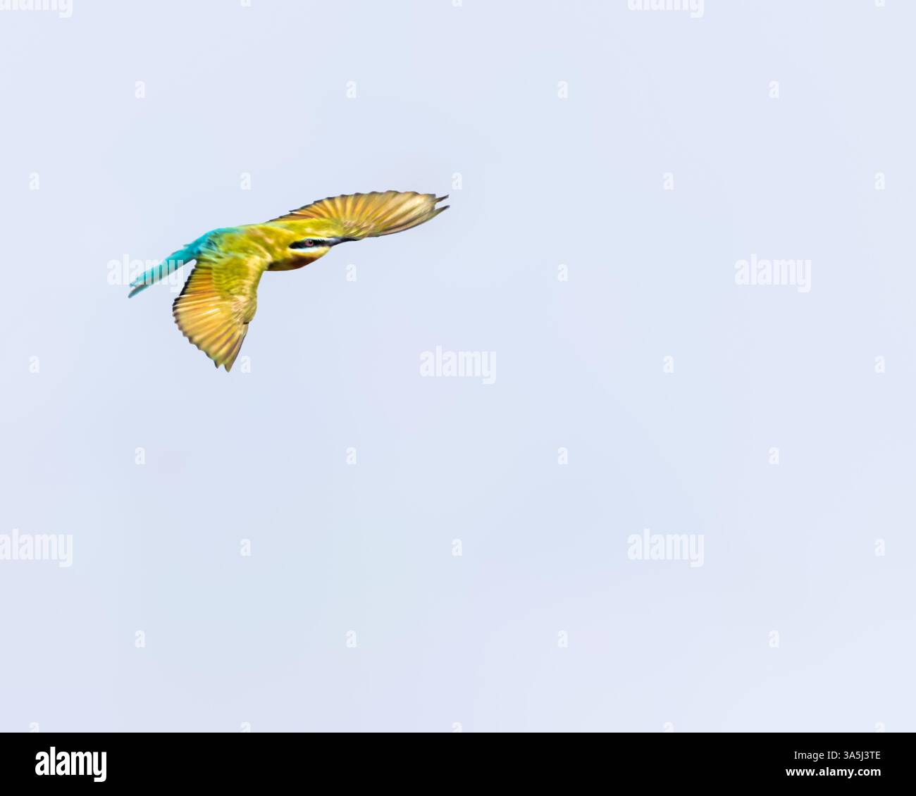 A blue tail bee eater in flight Stock Photo - Alamy