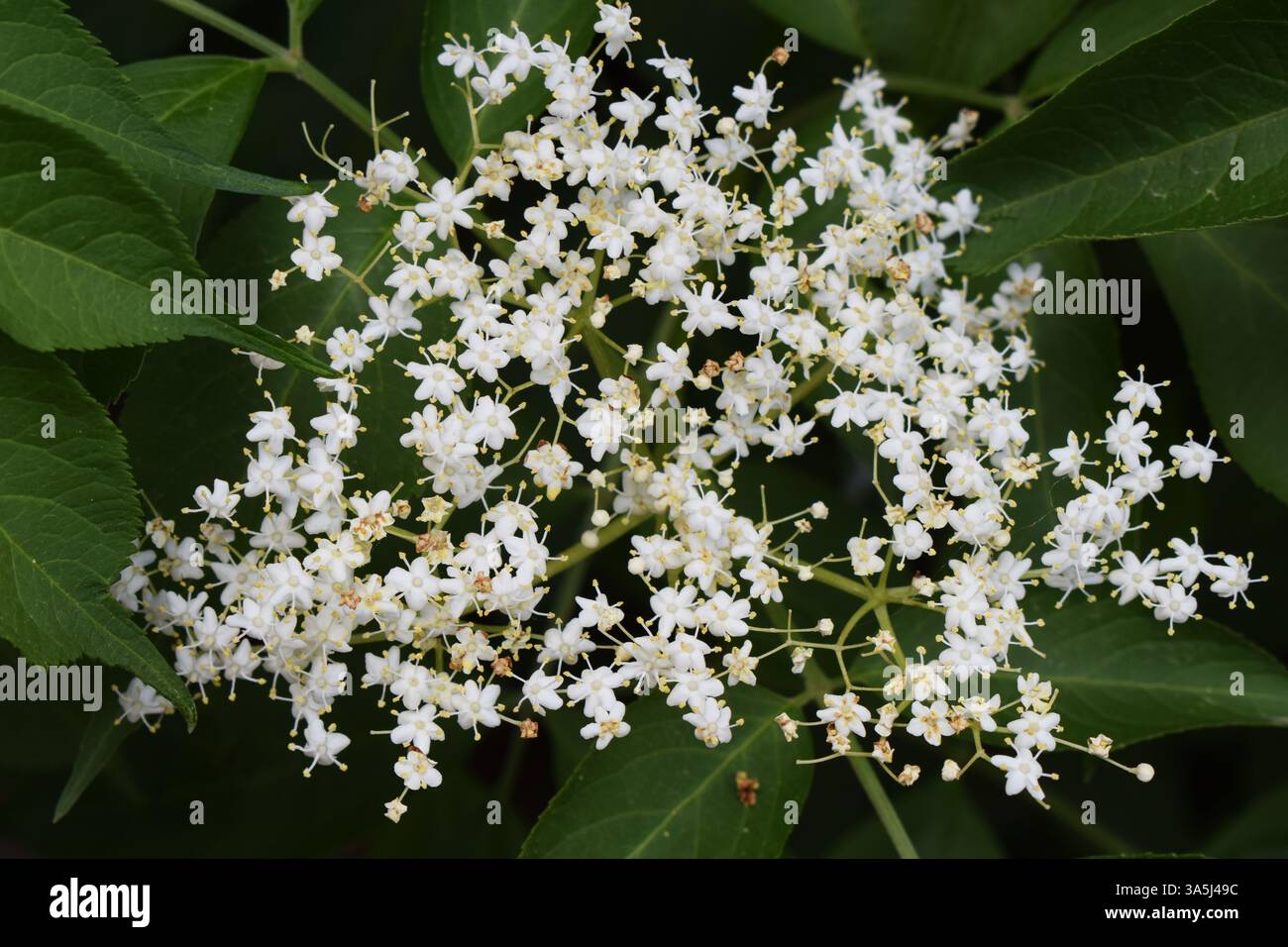 Dense cluster delicate white flowers hi-res stock photography and ...