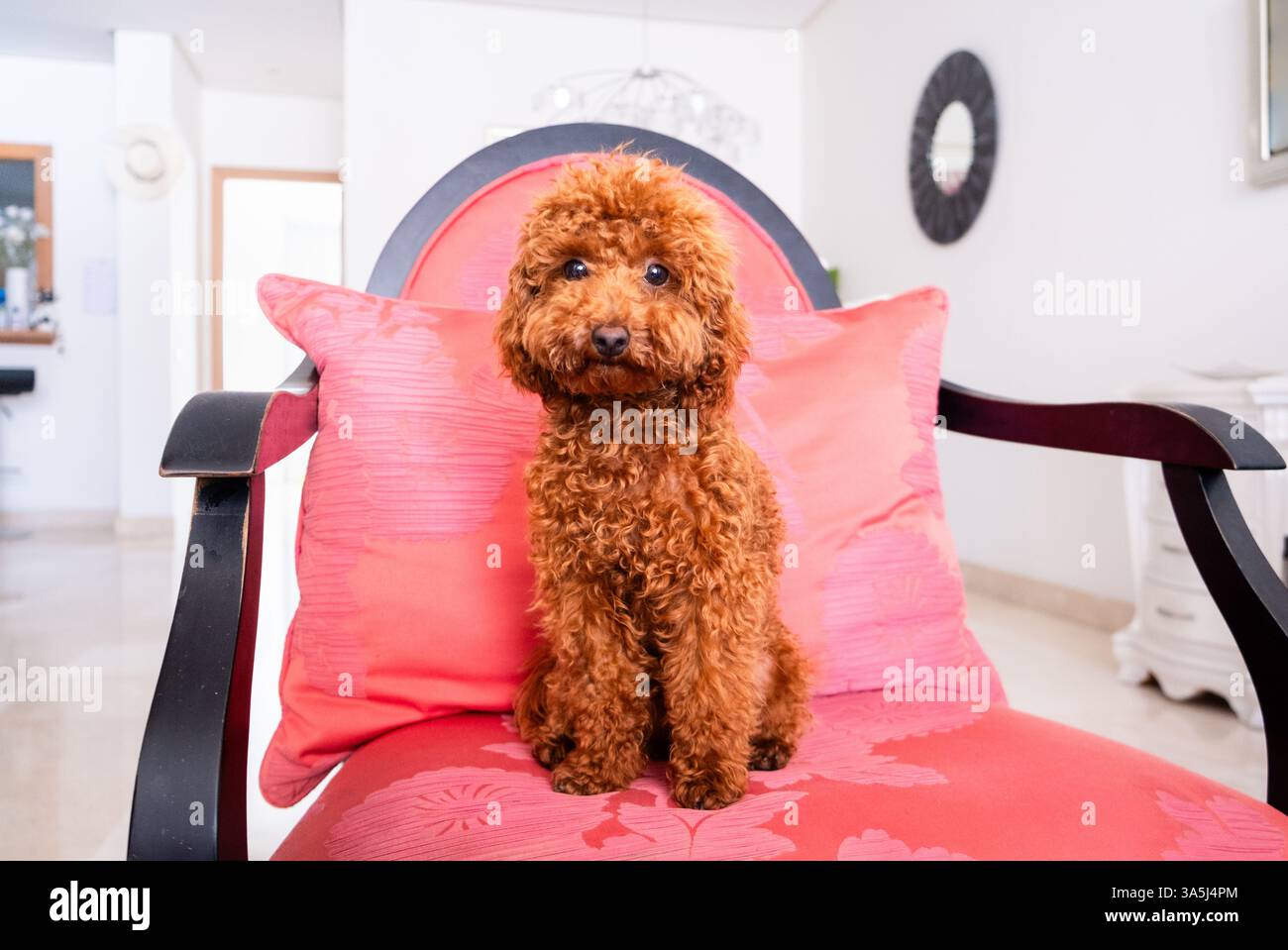 A mini toy poodle puppy is sitting on an elegant wooden and pink ...