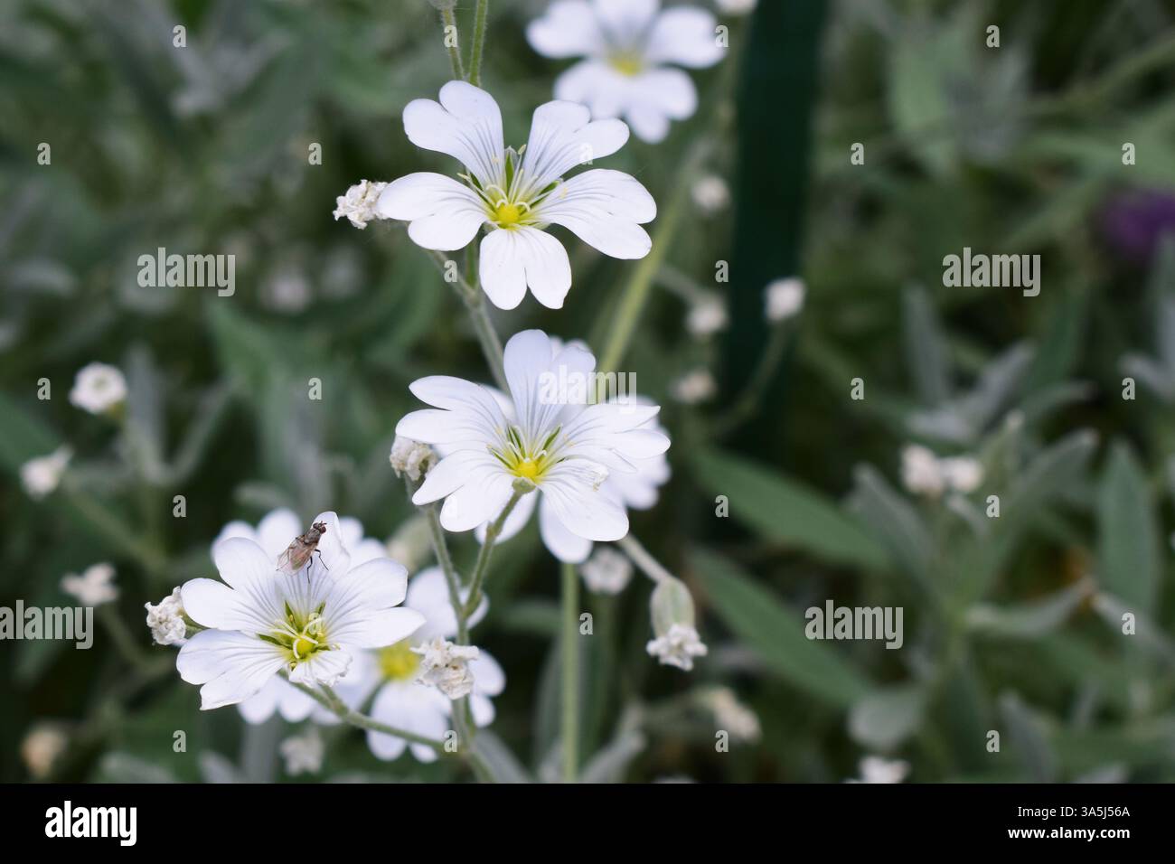 Dense cluster delicate white flowers hi-res stock photography and ...