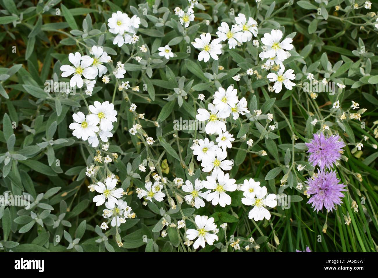 Dense cluster delicate white flowers hi-res stock photography and ...