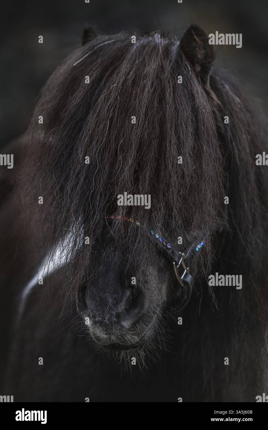 Miniature shetland pony two hi-res stock photography and images - Alamy