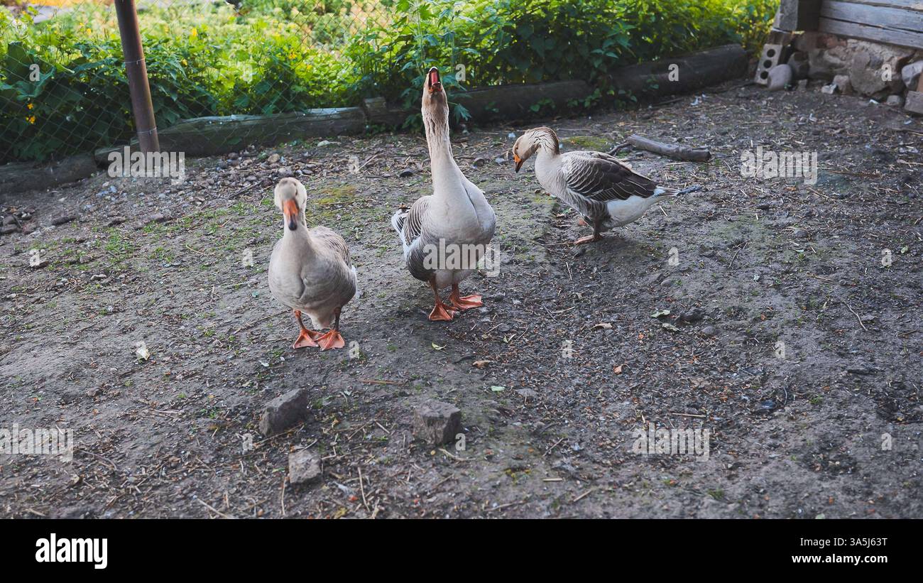 Farmyard geese communicating, squawking and positioning themselves near ...
