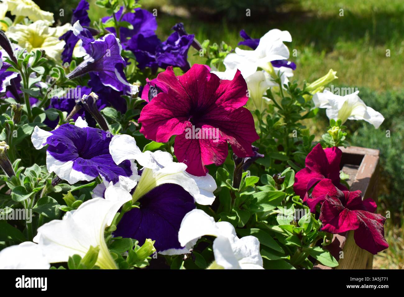 A flower bed filled with various colors of petunias. The flowers are in ...