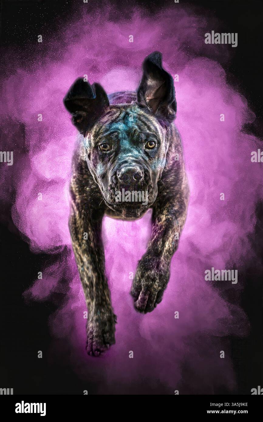 Brindle colours hi-res stock photography and images - Alamy