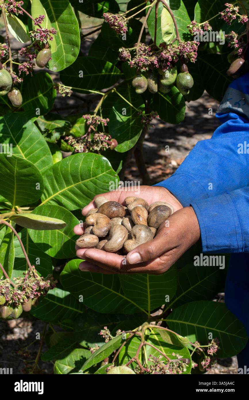 farmer holding whole organic cashew nut seeds at thailand farm Stock ...