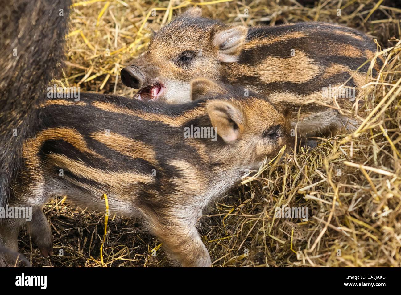 Borken, NRW, Germany. 22nd Mar, 2025. Two tiny boar piglets, or ...