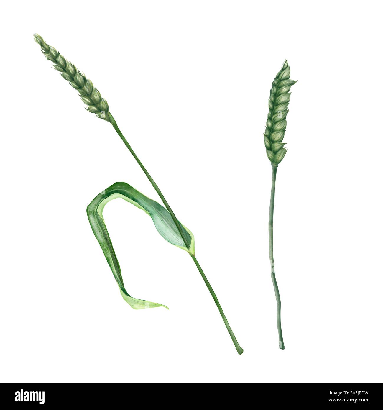 Green wheat, with stems and leaves. Cereal plant with grains ...