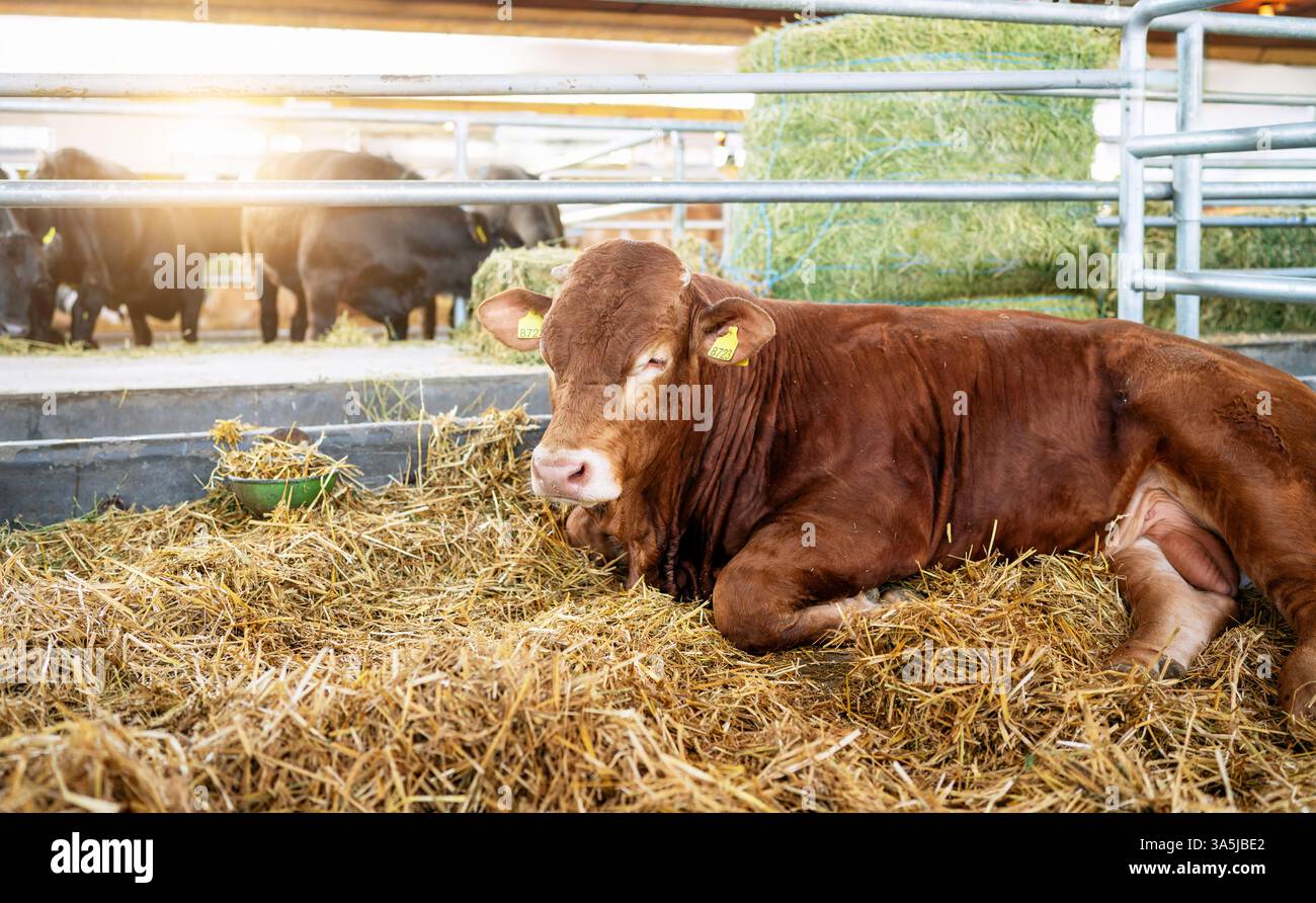 Reddish bull lying down on straw indoors in livestock barn Stock Photo ...