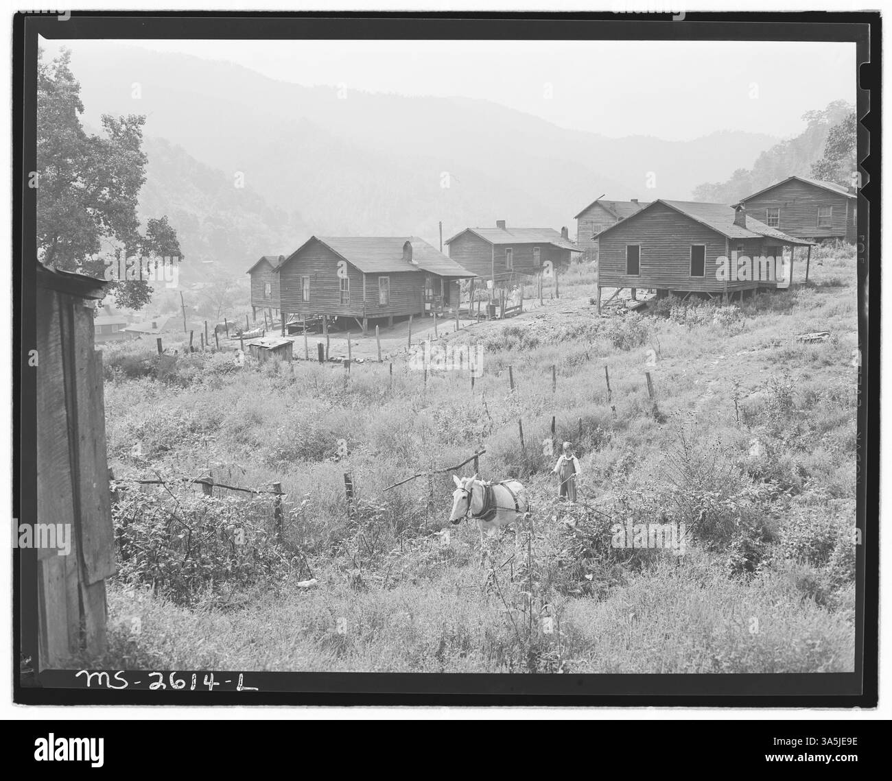 Franklin D. Sergent begins hauling coal with his mule and sled from P V ...