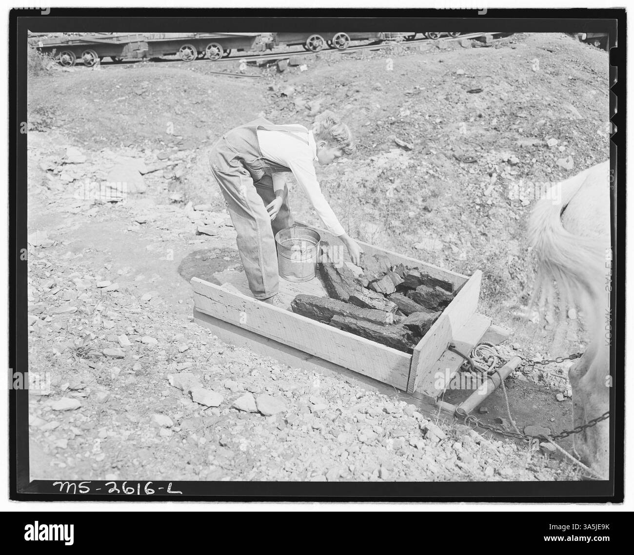 Franklin D. Sergent unloading household coal from a sled at P V & K ...