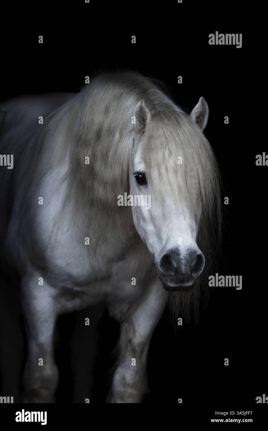 Highland pony side view hi-res stock photography and images - Alamy