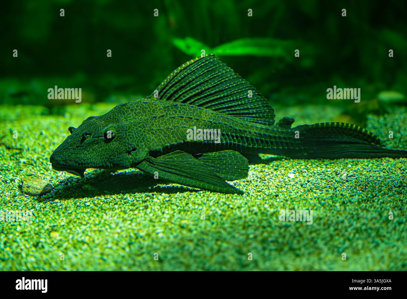 Royal panaque (Panaque nigrolineatus), also known as the royal pleco ...