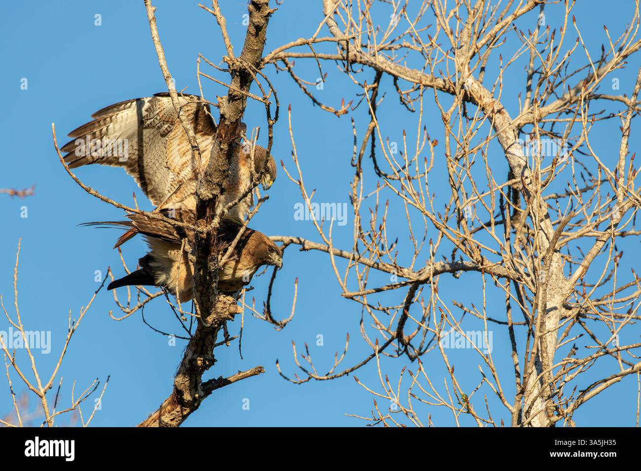 California Red Tailed hawks mating Stock Photo - Alamy