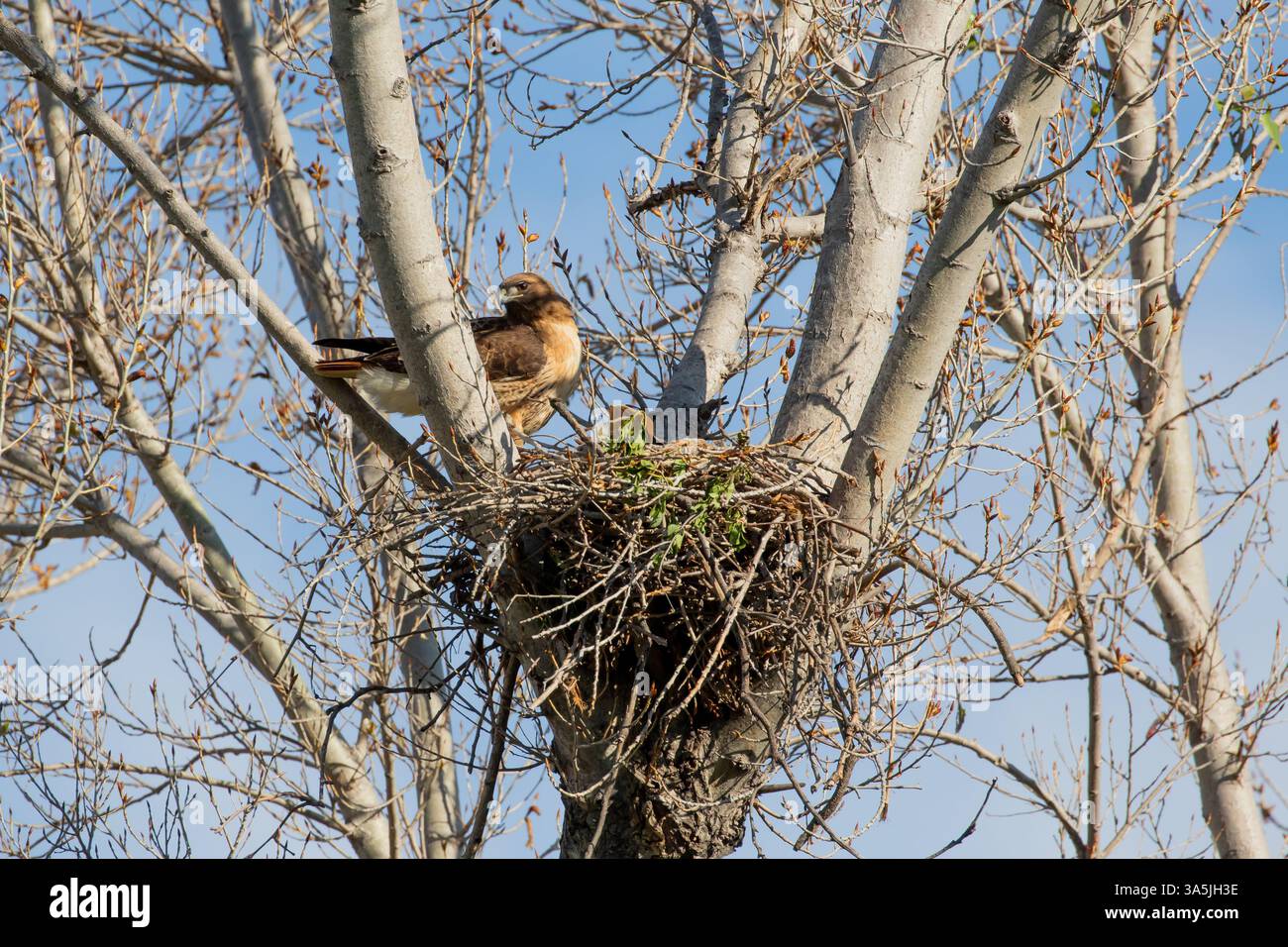 California Red Tailed Hawk at its nest Stock Photo - Alamy