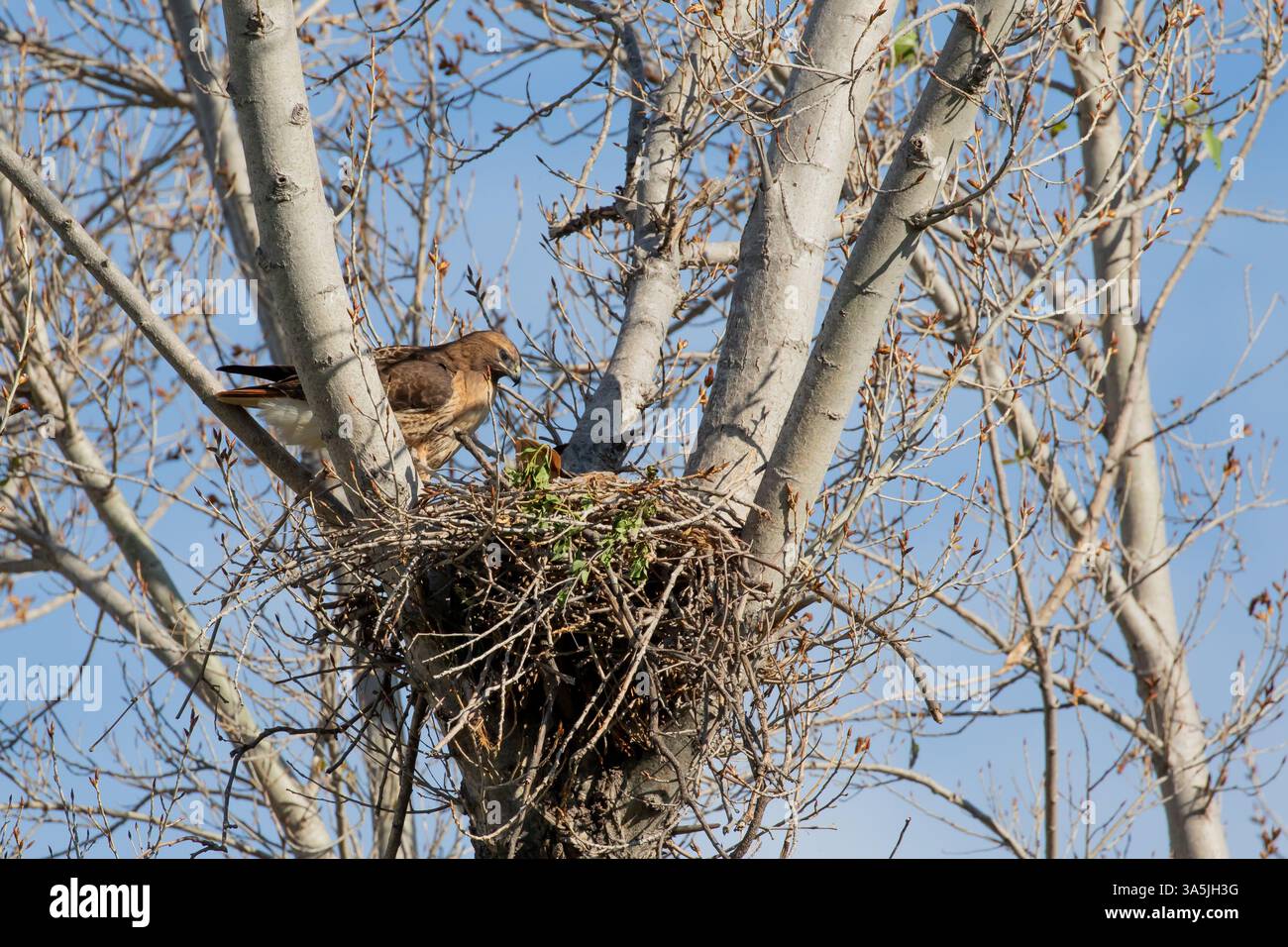 California Red Tailed Hawk at its nest Stock Photo - Alamy