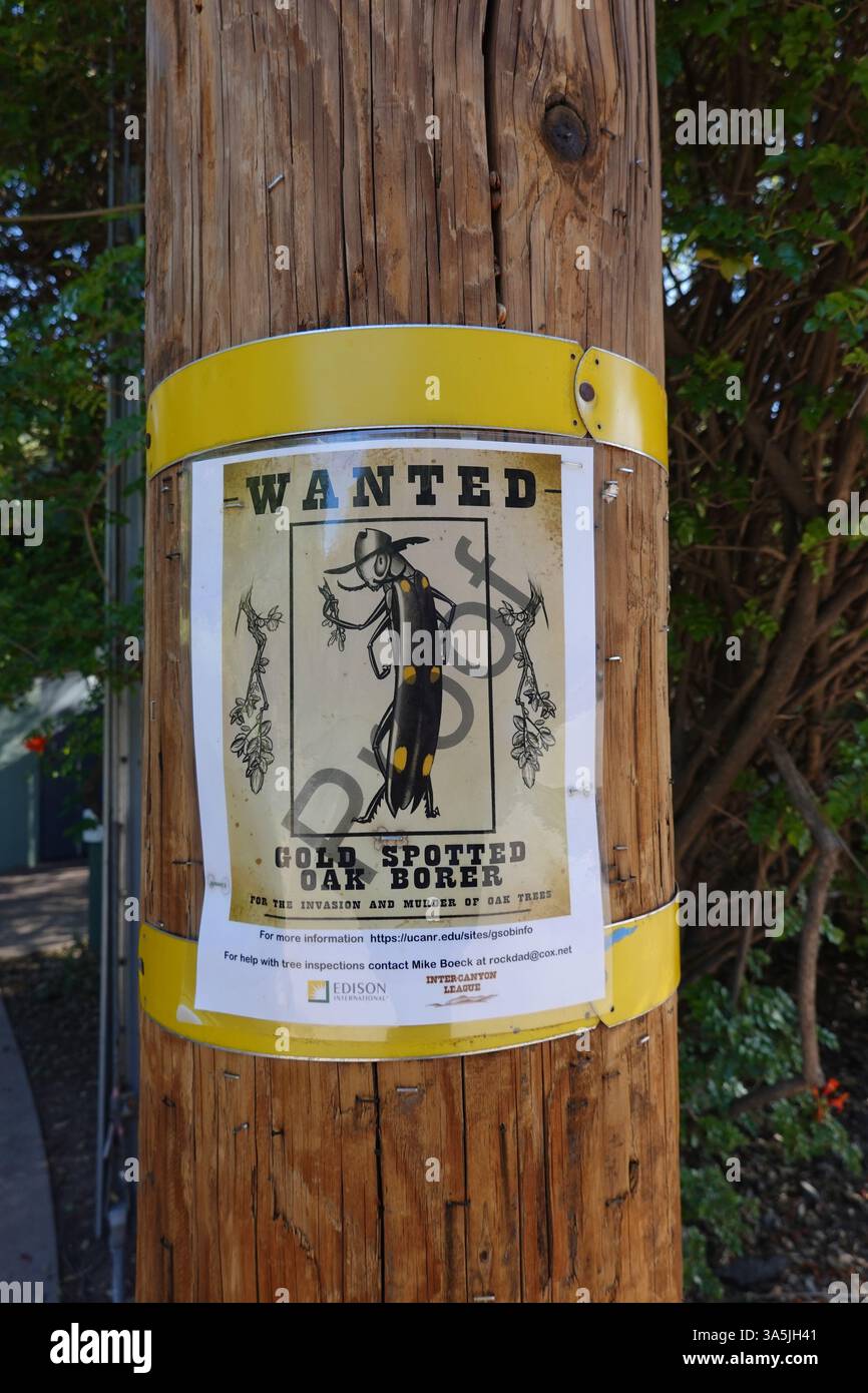 Wanted Gold spotted oak borer Agrilus auroguttatus poster. Invasive ...