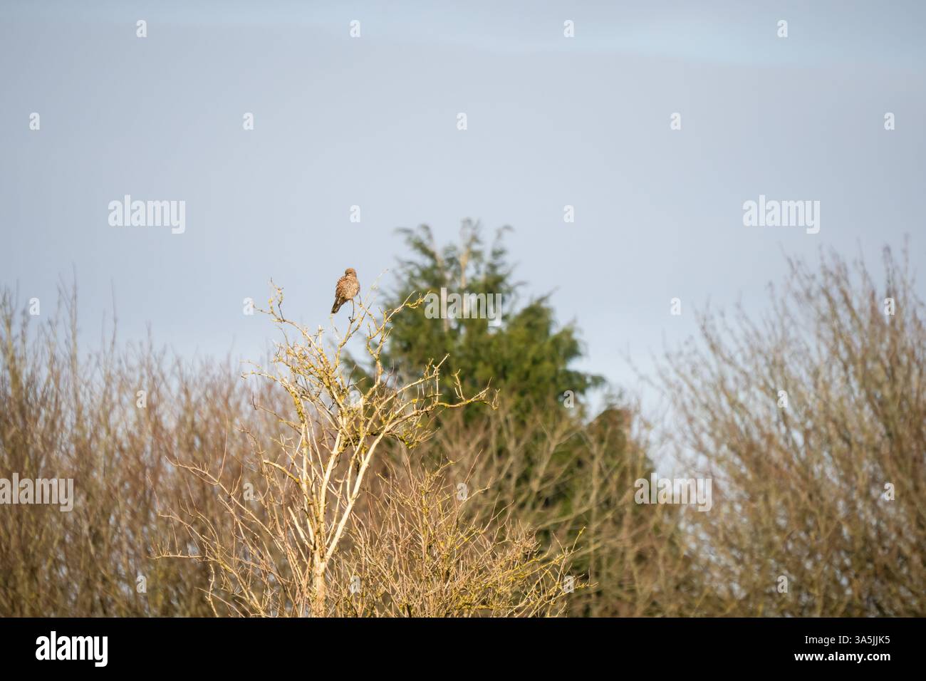 a kestrel (Falco tinnunculus) bird raptor sitting atop a winter tree ...