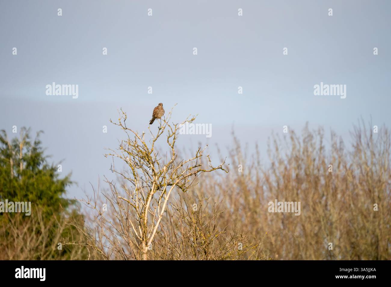 a kestrel (Falco tinnunculus) bird raptor sitting atop a winter tree ...