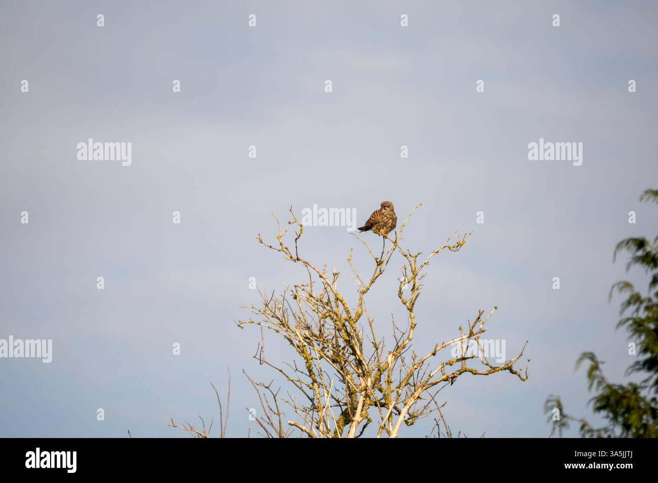 a kestrel (Falco tinnunculus) bird raptor sitting atop a winter tree ...