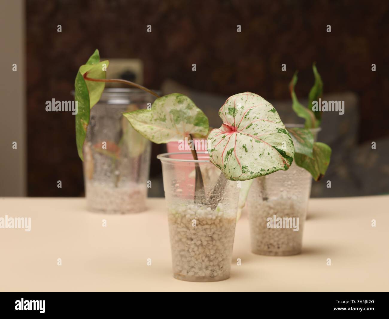 Indoor Plant Propagation Using Cups Filled with Pearl Soil for Improved ...