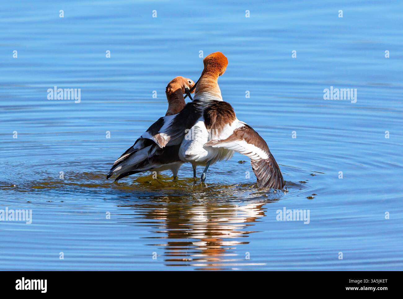 After mating an Avocet couple cross and touch bills and gaze at each ...