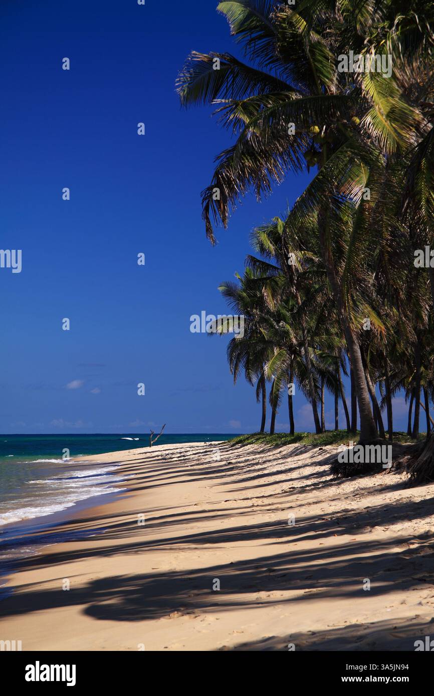 Brazil Alagoas State Maceio Gunga deserted exotic tropical palm-lined ...