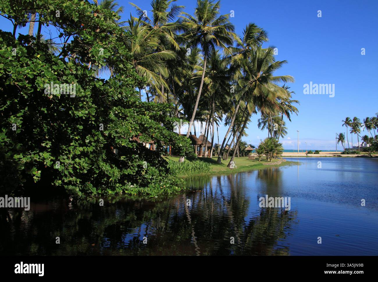 Brazil, Alagoas state, Maceio. Coconut palm-lined river estuary and ...