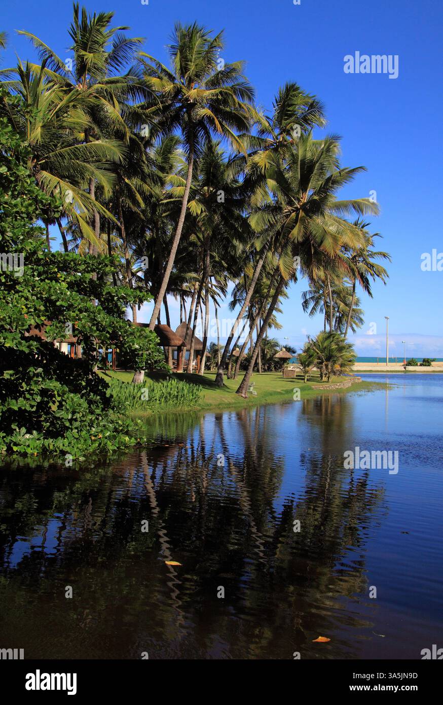 Brazil, Alagoas state, Maceio. Coconut palm-lined river estuary and ...