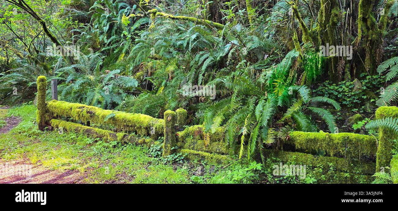 Moss covered fence in dense fern foliage during spring in Mendocino ...