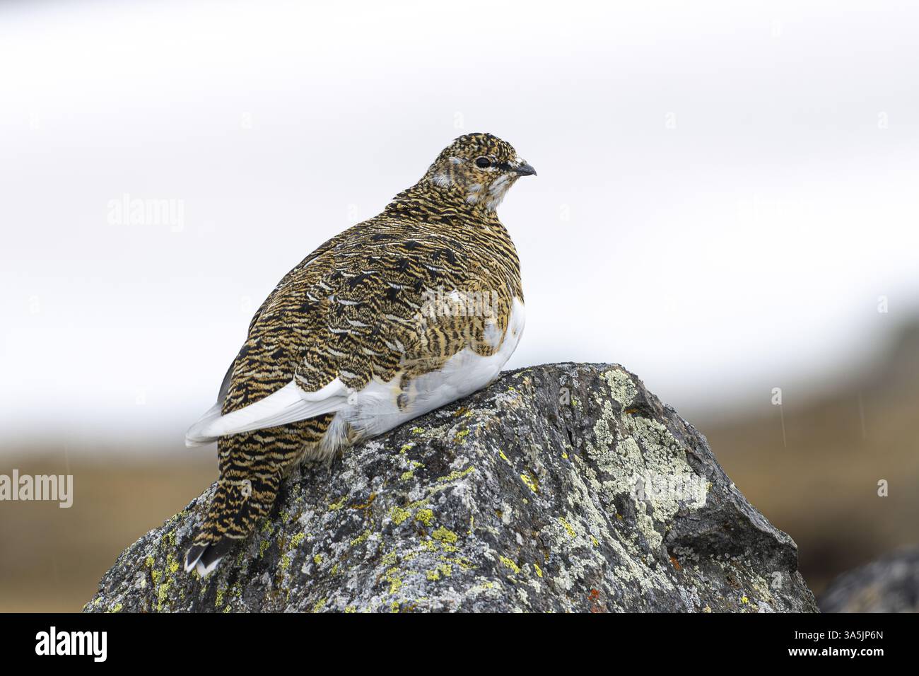 Svalbard snow chickens hi-res stock photography and images - Alamy