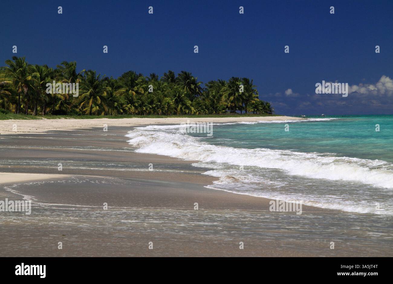 Brazil, Alagoas State, Maceio. Deserted, pristine, exotic tropical palm ...