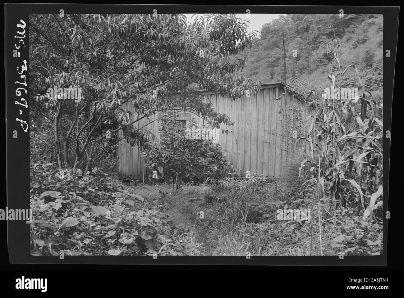 A typical clapboard house is shown from the rear at Ames Mining Company ...