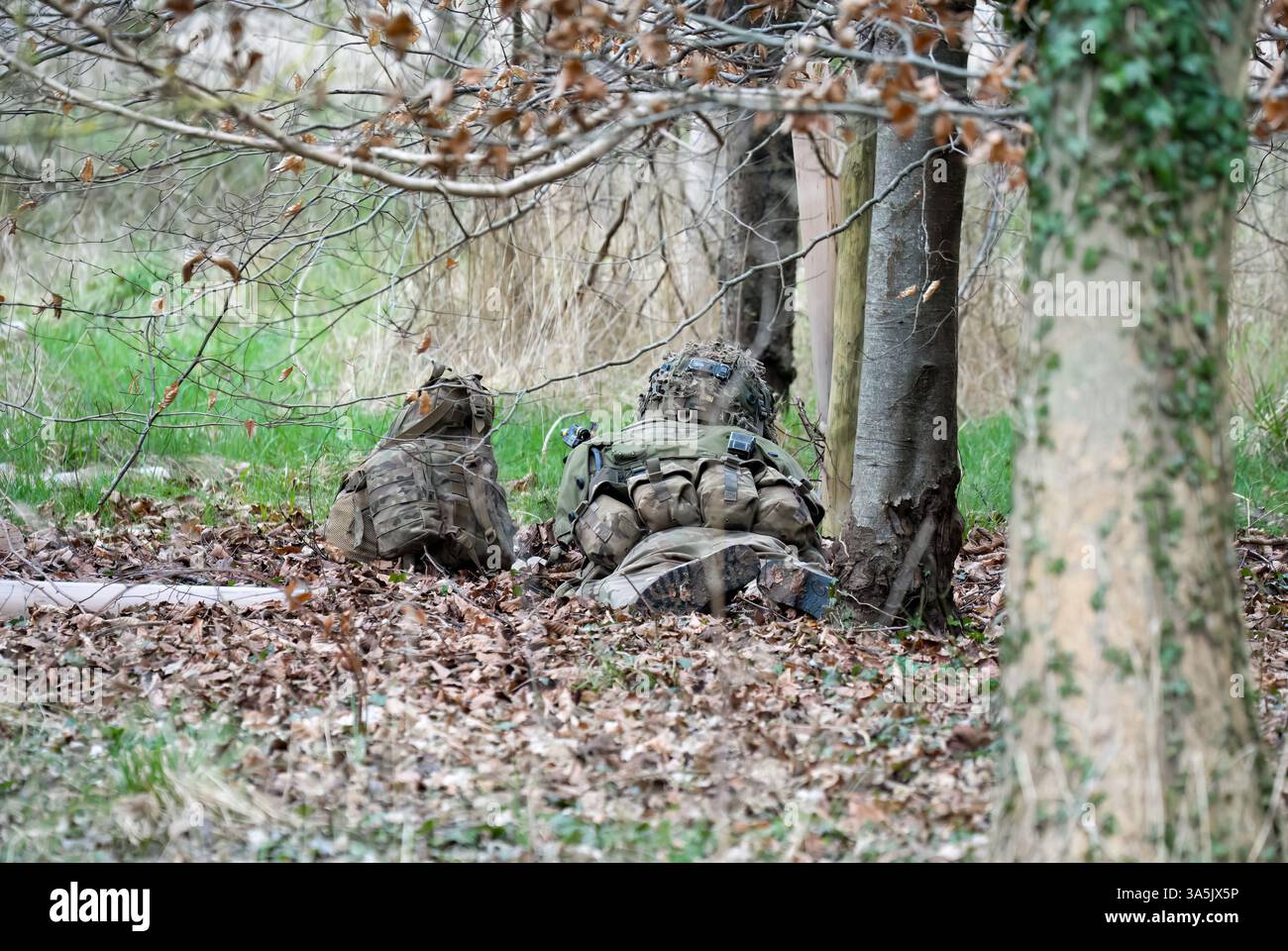 British army soldier takes aim with rifle from under cover in woodland ...